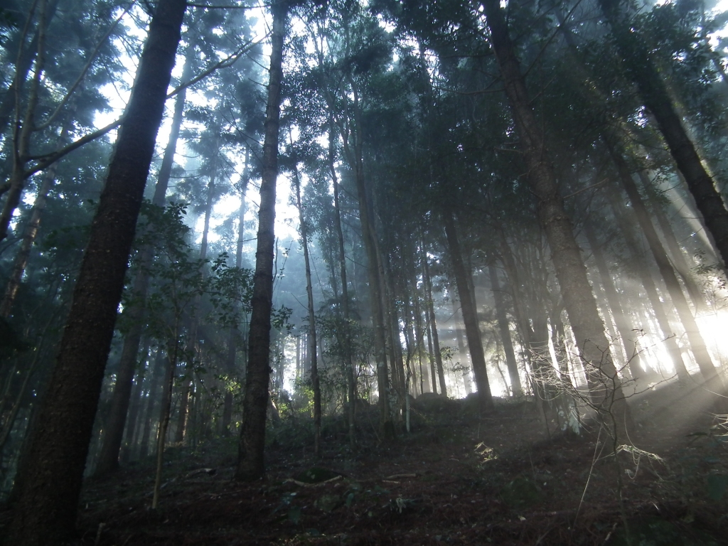 National Treed Day 2025 at Botanic Gardens