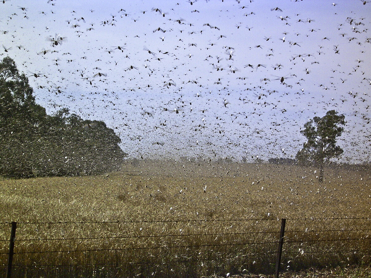 Localised locust outbreaks hit Warren, Gilgandra, Coonamble, Tottenham ...